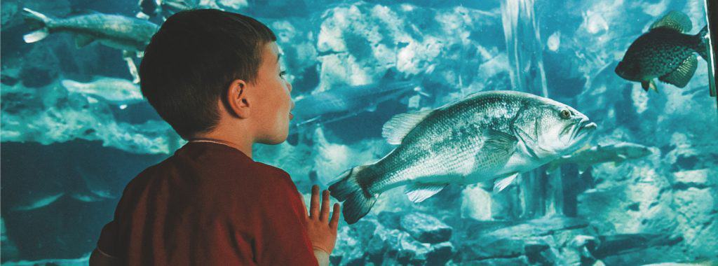 Inspiring Retail Experience | Bass Pro Shops and Cabela’s - Bass Pro