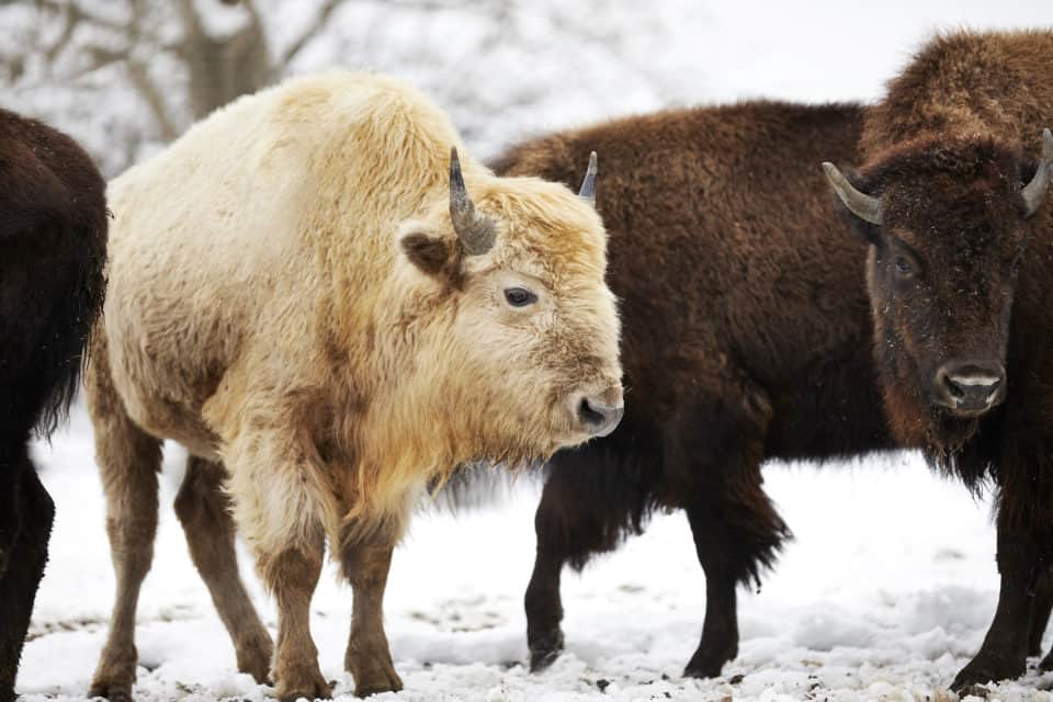 Dogwood Canyon Nature Park Welcomes Rare White Bison - Bass Pro