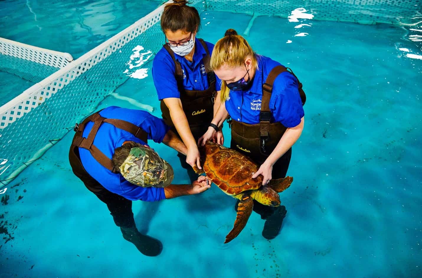 Rehabilitated sea turtles prepare to return to the wild - Bass Pro