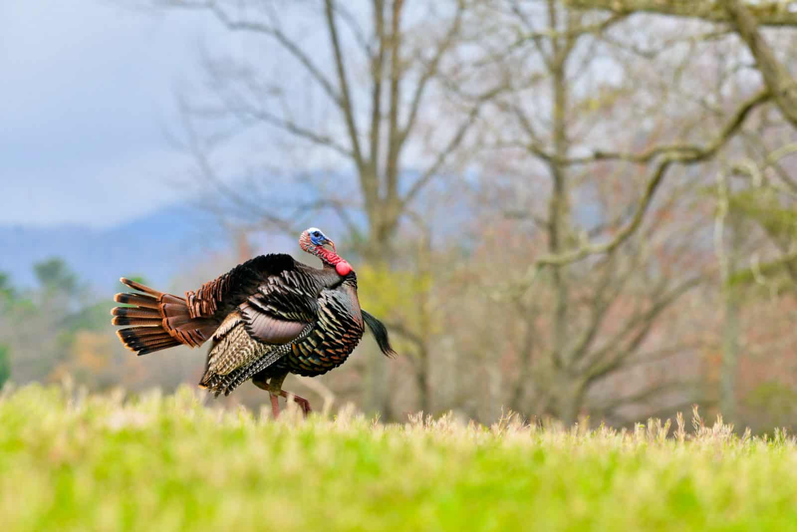 Working together for the future of wild turkeys in the West and ...