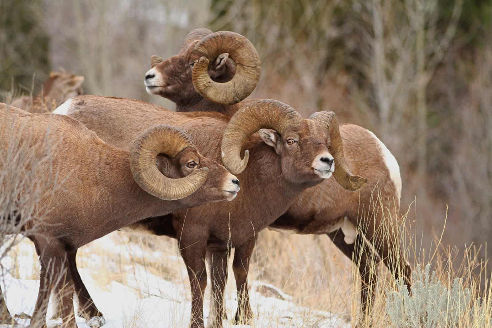 Conservation in Real Time: The Wild Sheep Foundation - Bass Pro