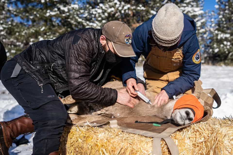 Conservation in Real Time: The Wild Sheep Foundation - Bass Pro