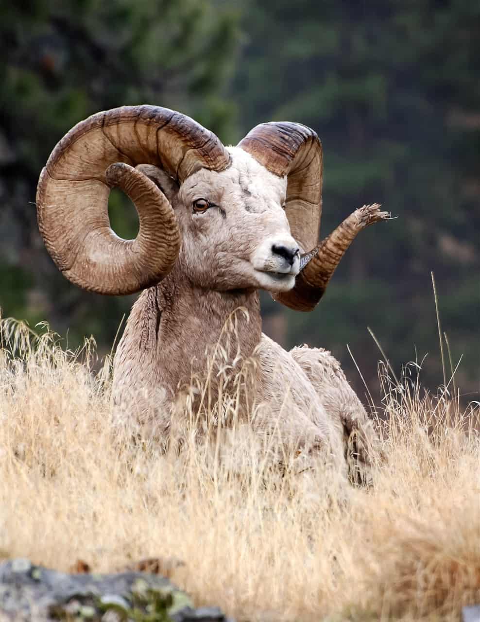 Conservation in Real Time: The Wild Sheep Foundation - Bass Pro
