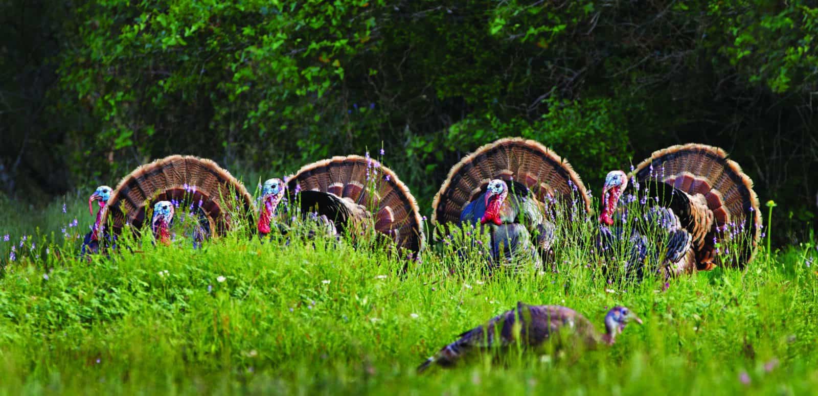 Recovering Americas Wildlife Act The Most Important Conservation