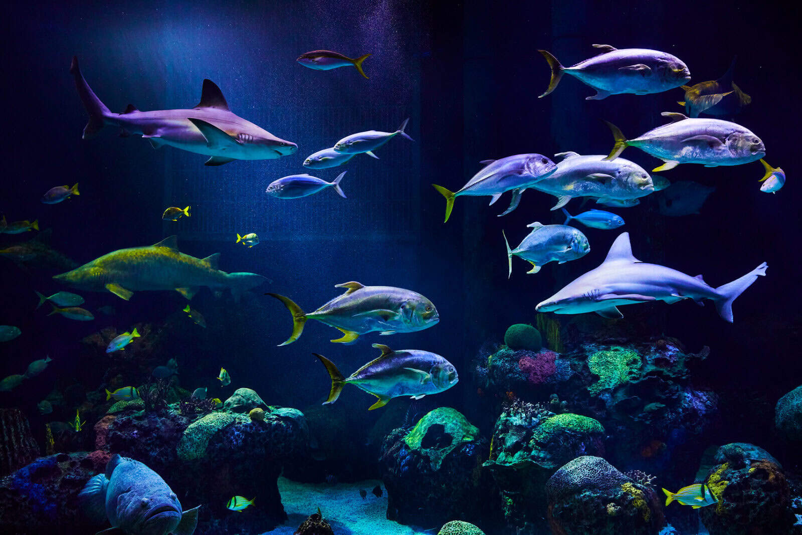 Johnny Morris’ Wonders of Wildlife National Museum & Aquarium voted ...