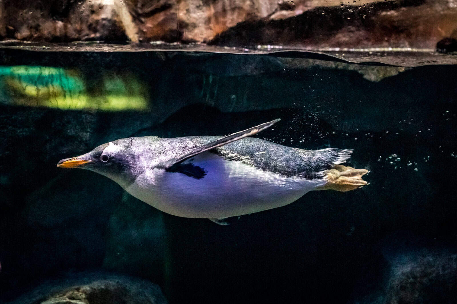 Johnny Morris’ Wonders of Wildlife National Museum & Aquarium voted “America’s Best Aquarium ...