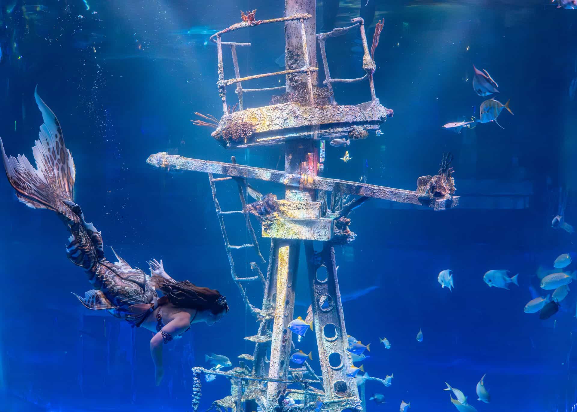 Johnny Morris’ Wonders of Wildlife National Museum & Aquarium voted ...
