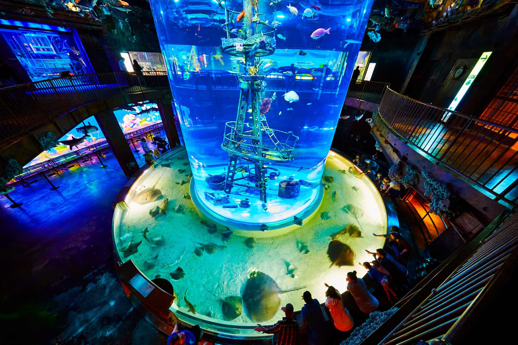 Johnny Morris’ Wonders of Wildlife National Museum & Aquarium voted ...